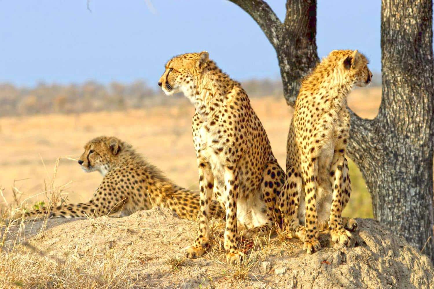 Iranian Wildlife And Nature Reserves: A Haven For Biodiversity